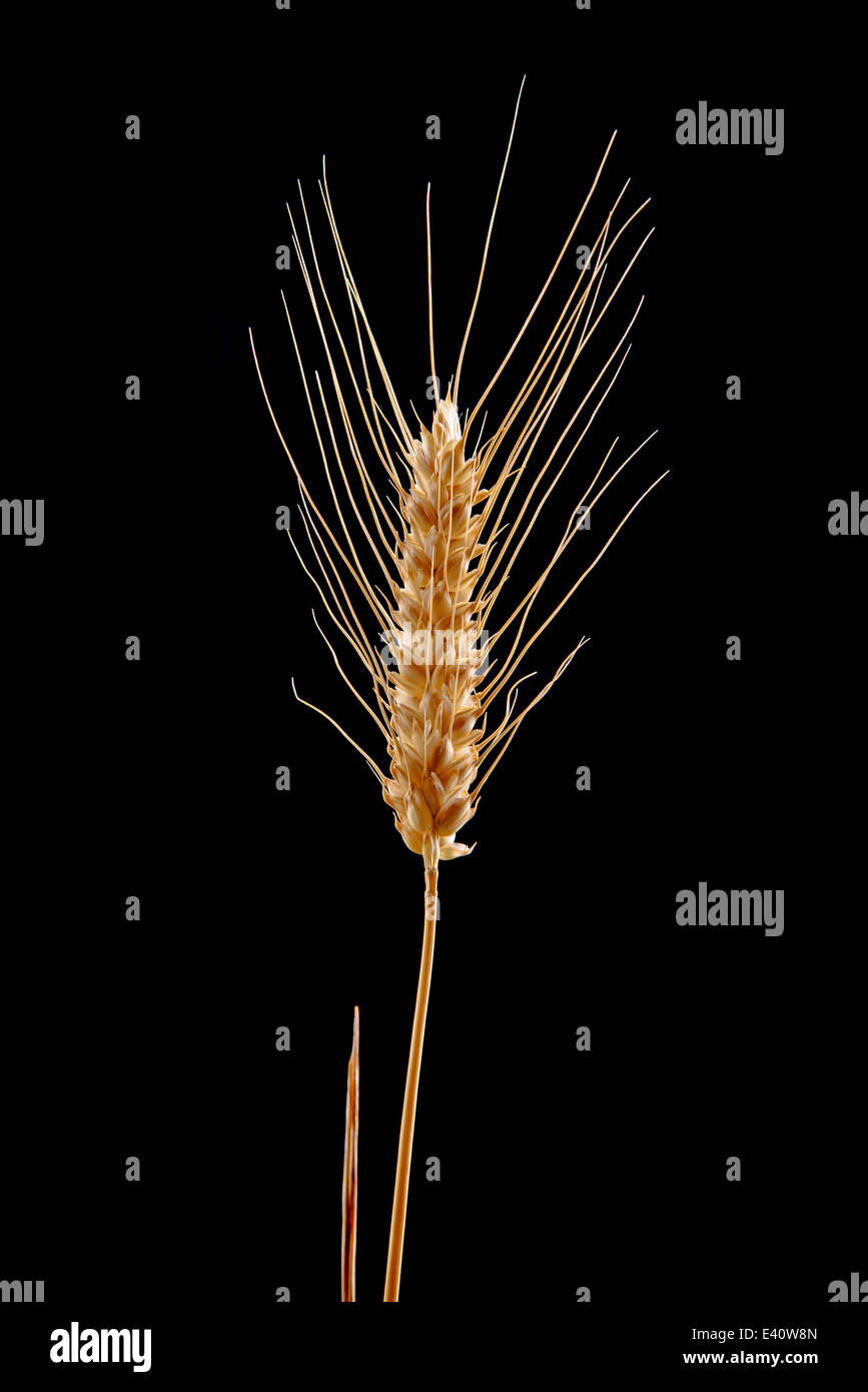 Wheat ear and straw isolated on black background with copy space ...