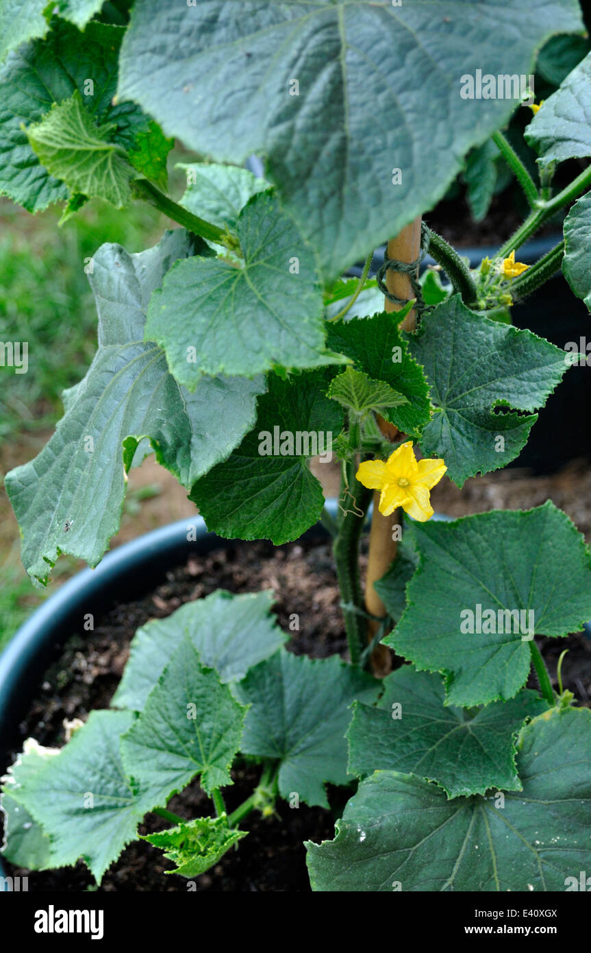 Ridge cucumber hi-res stock photography and images - Alamy