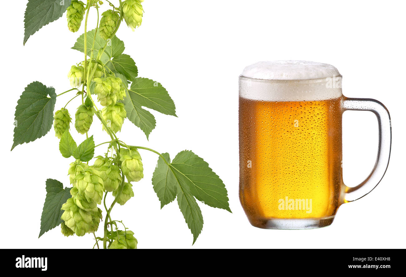 glass of beer and hops isolated on the white background Stock Photo - Alamy