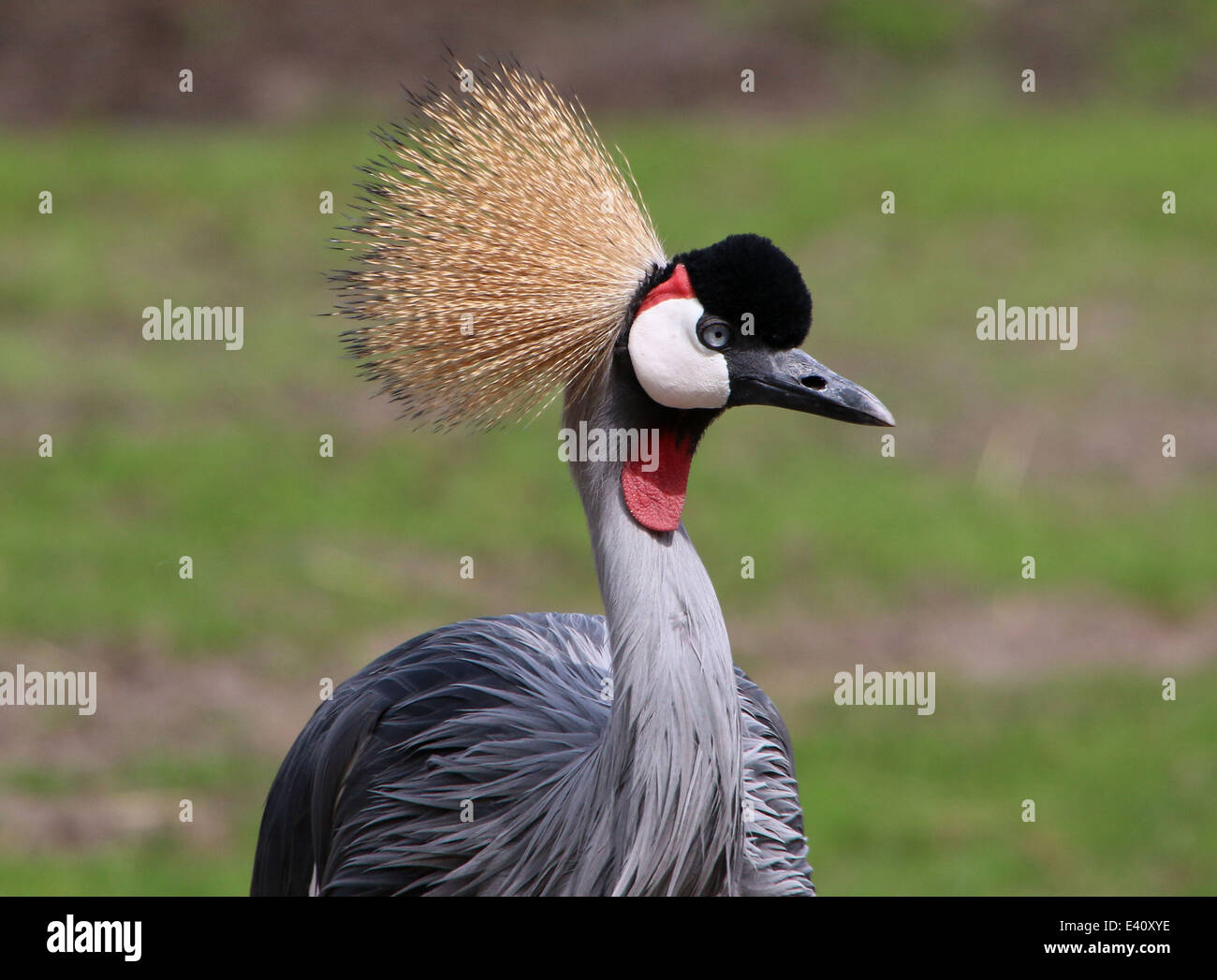 Closeup head black crowned crane hi-res stock photography and images ...