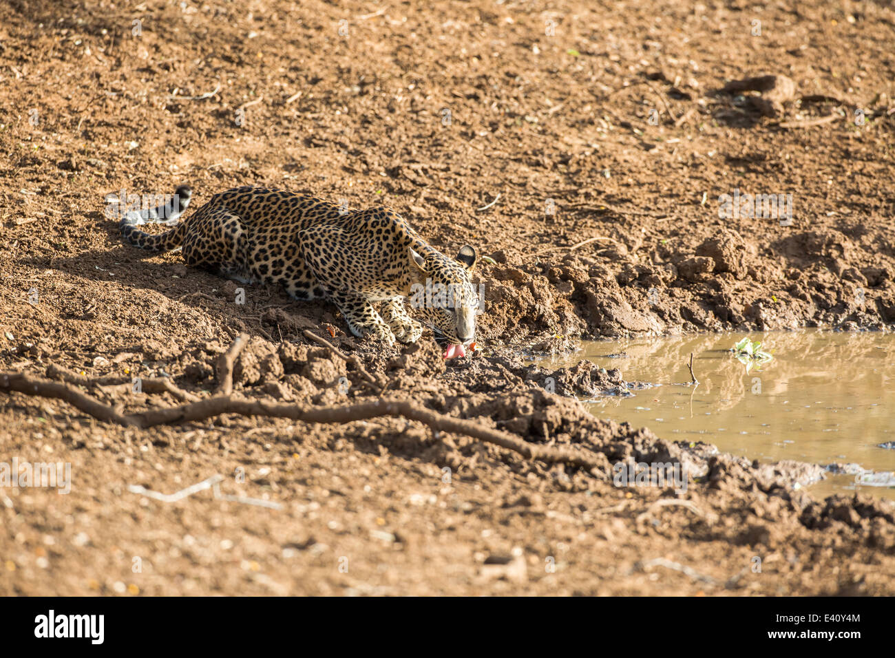 Leopard drinking water hi-res stock photography and images - Alamy