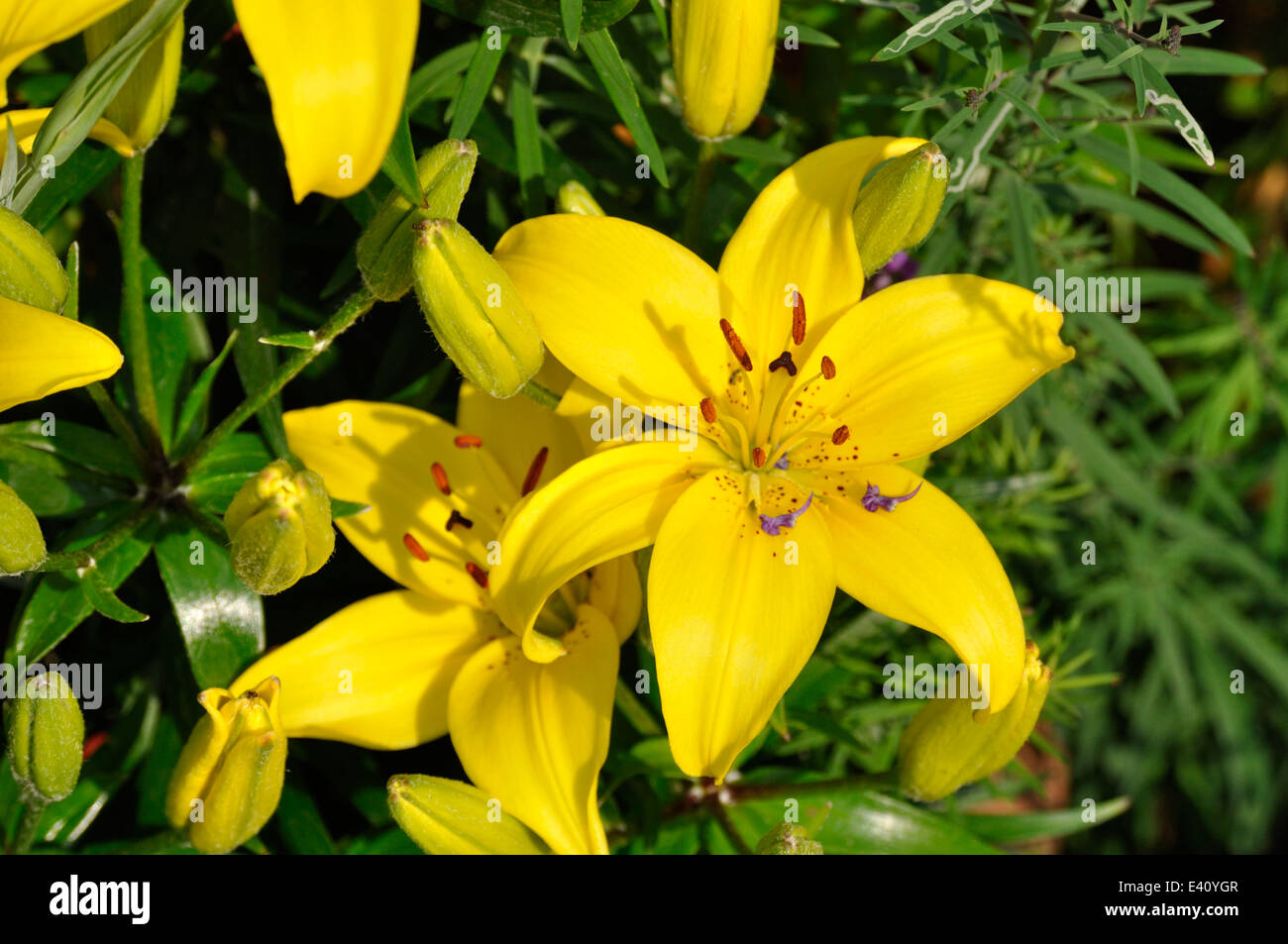 Yellow Asiatic Lilies (Lilium sp Stock Photo - Alamy