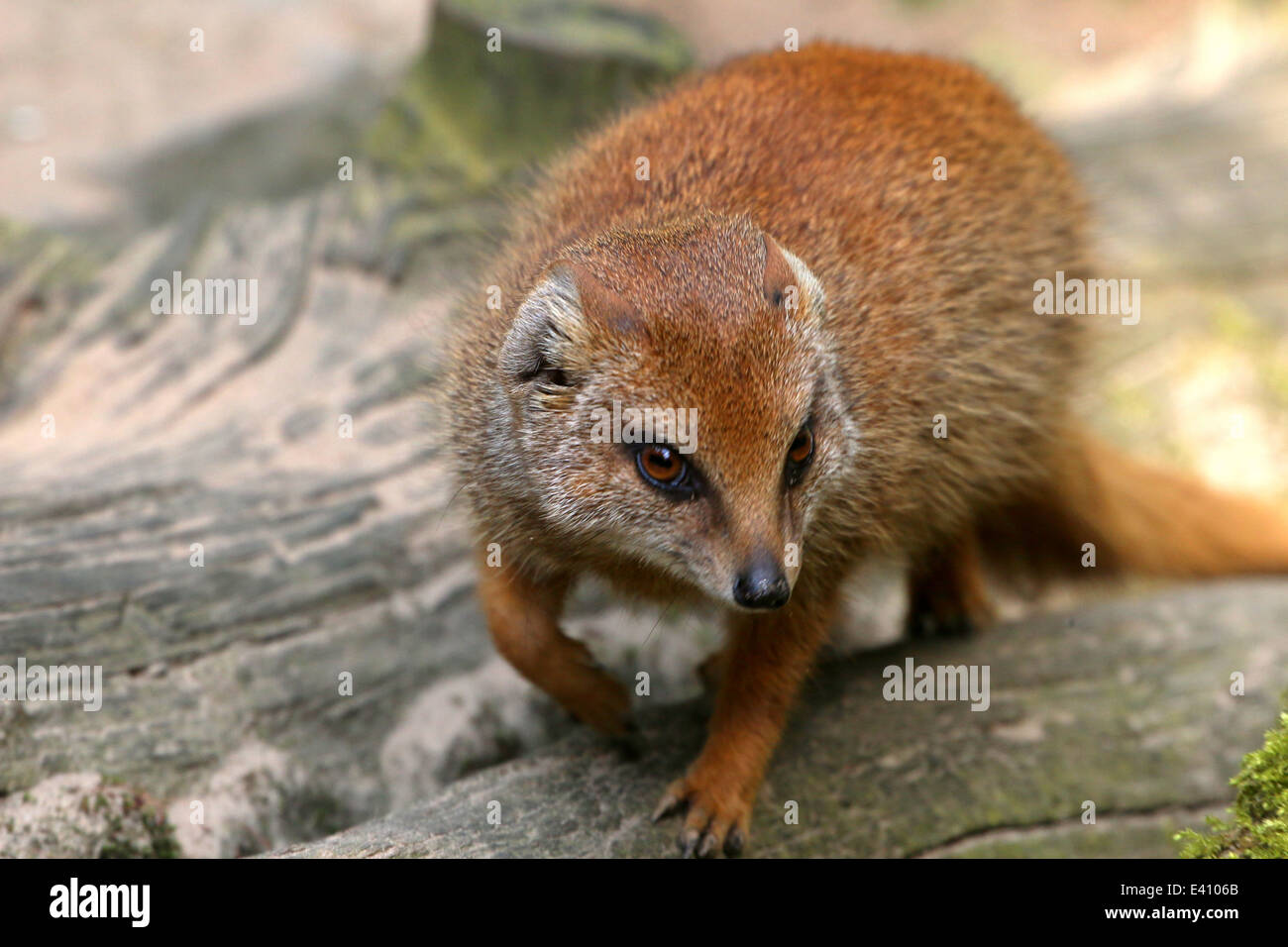 Yellow mongoose ( Cynictis penicillata) a.k.a. Red Meerkat Stock Photo ...