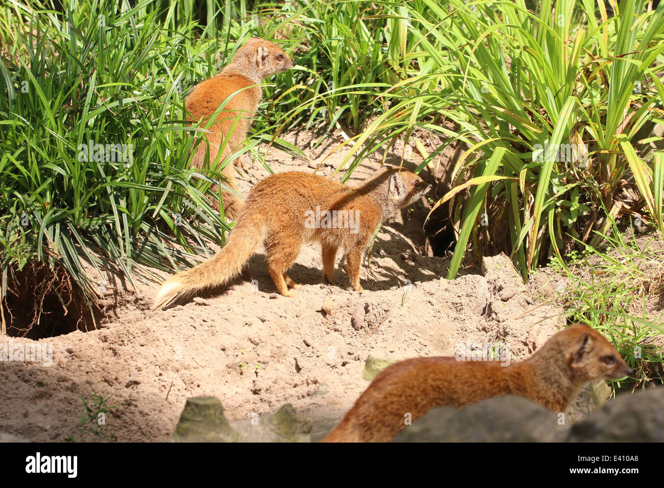 Yellow mongoose ( Cynictis penicillata) a.k.a. Red Meerkat Stock Photo ...