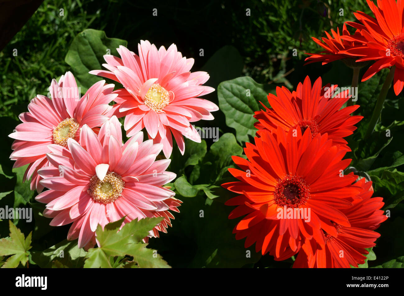 Gerbera daisy container hi-res stock photography and images - Alamy