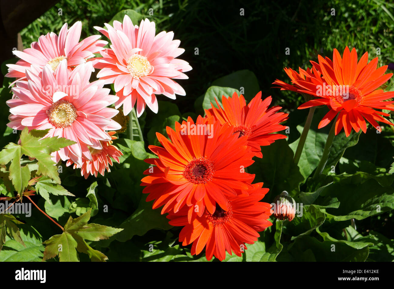 Gerbera daisy container hi-res stock photography and images - Alamy