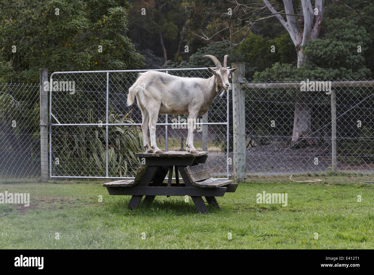 New Zealand, goat standing on table at zoo Stock Photo - Alamy