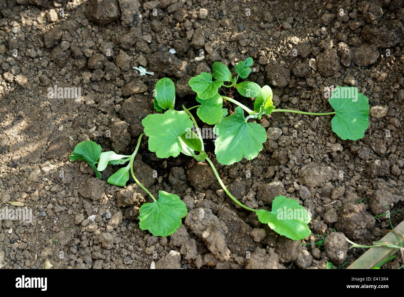 Young Marrow Plants growing in garden Stock Photo - Alamy