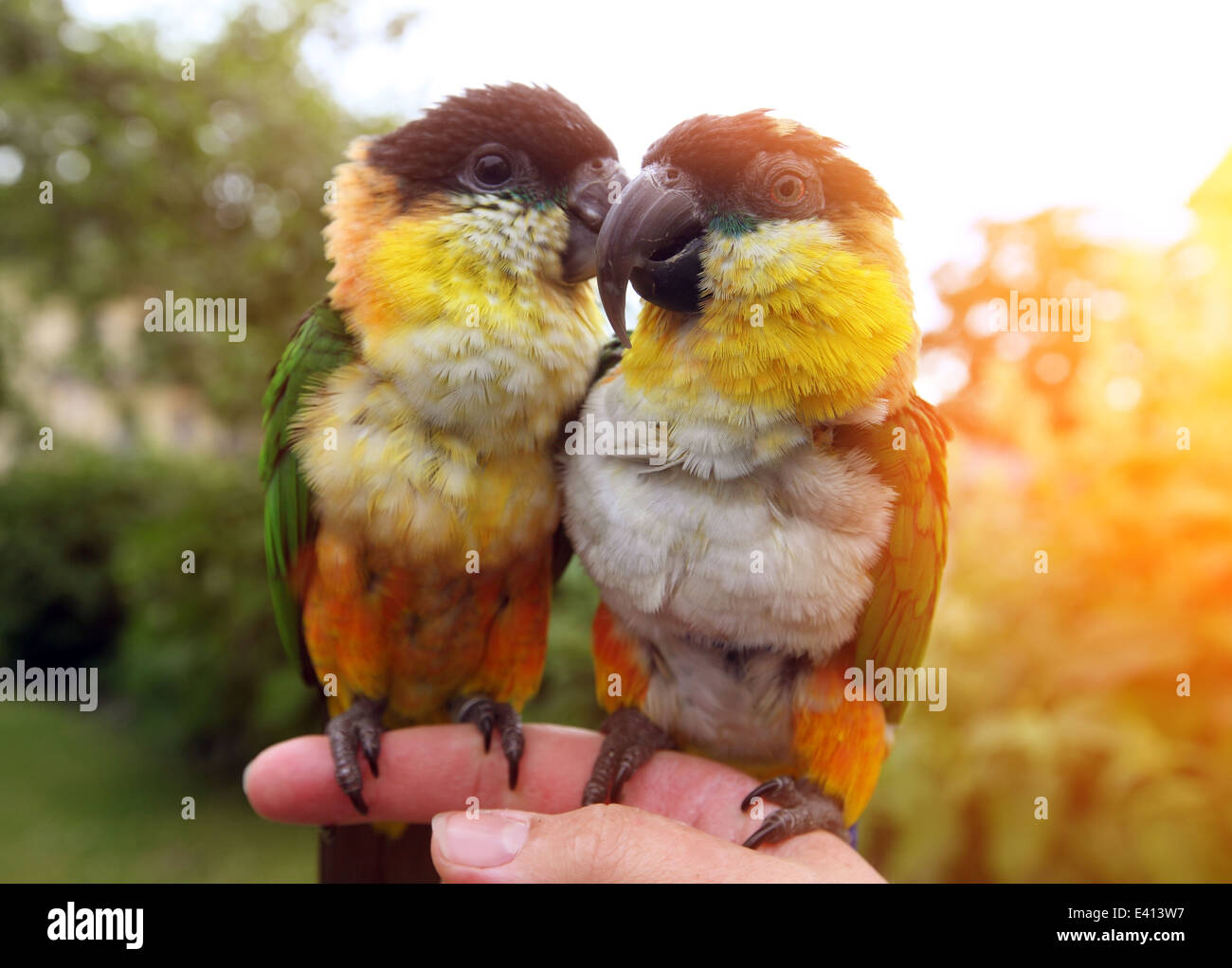 Two birds sitting on a womens finger Stock Photo - Alamy