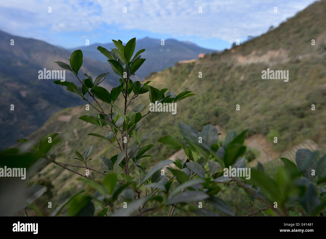 Coca plant bolivia hi-res stock photography and images - Alamy