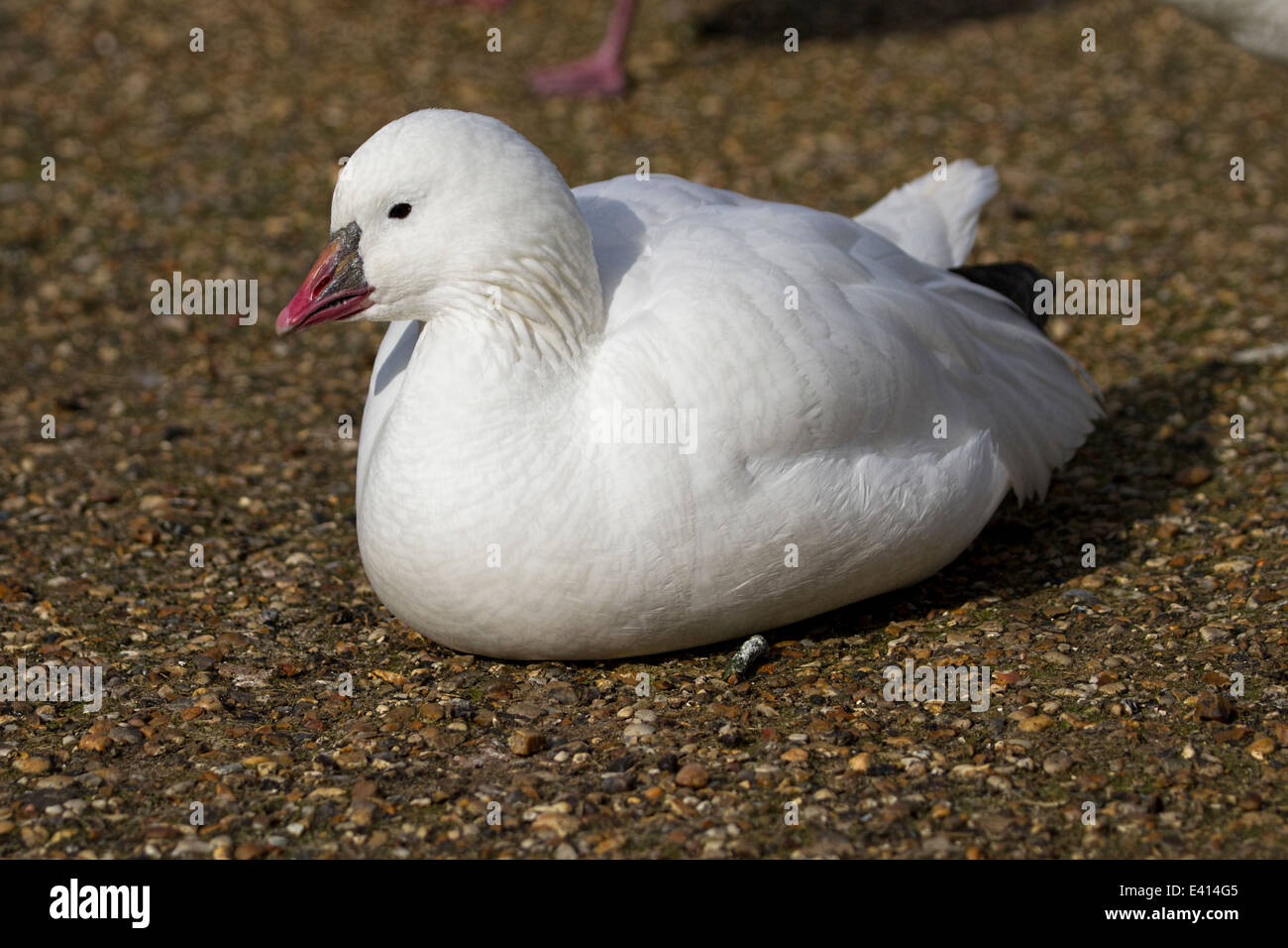 Ross's Goose (Anser rossii Stock Photo - Alamy