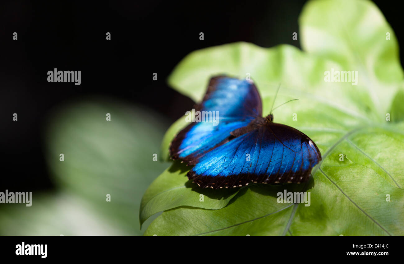Blue morpho butterfly flying hi-res stock photography and images - Alamy