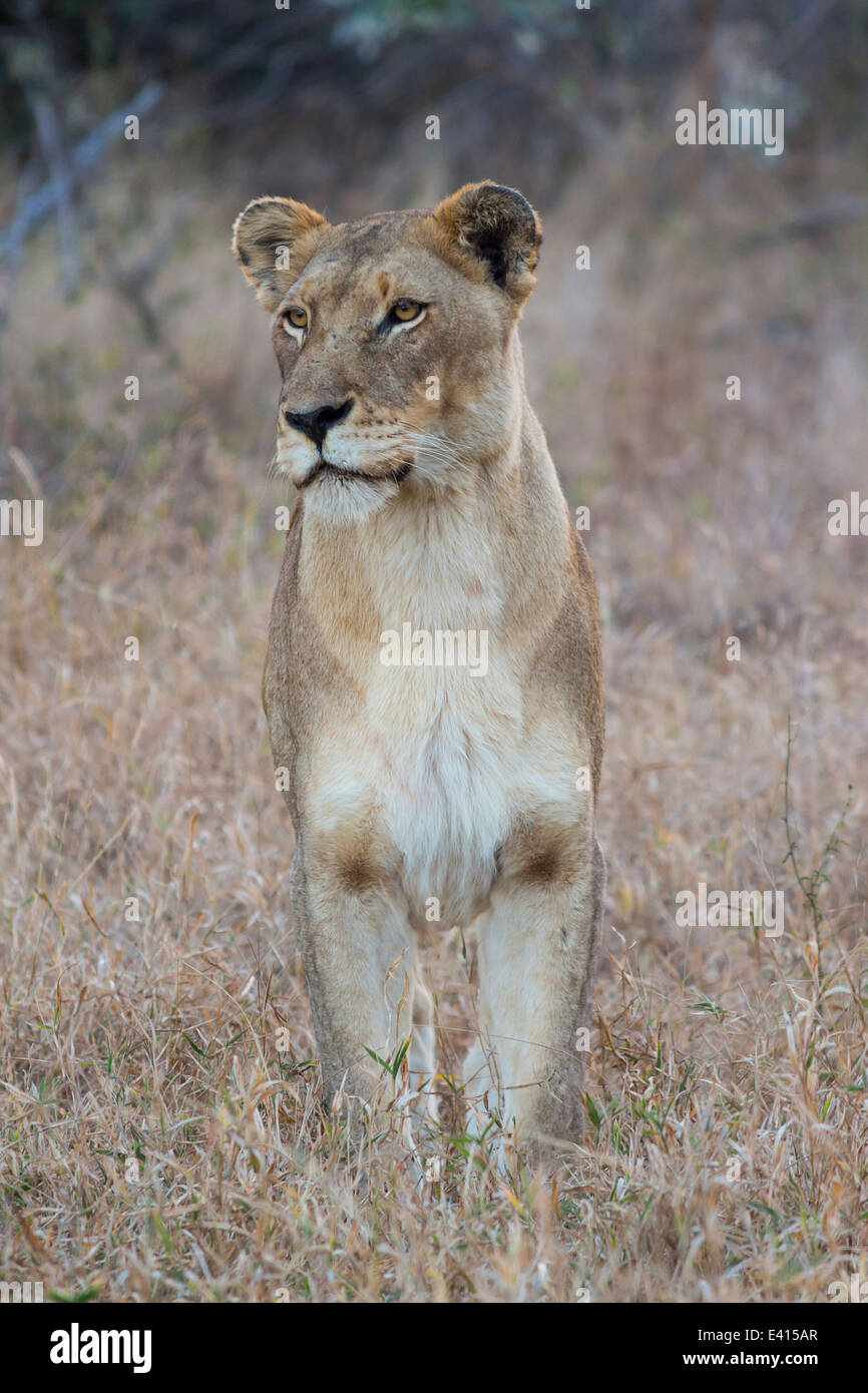 Portrait of a lioness in the wild Stock Photo - Alamy