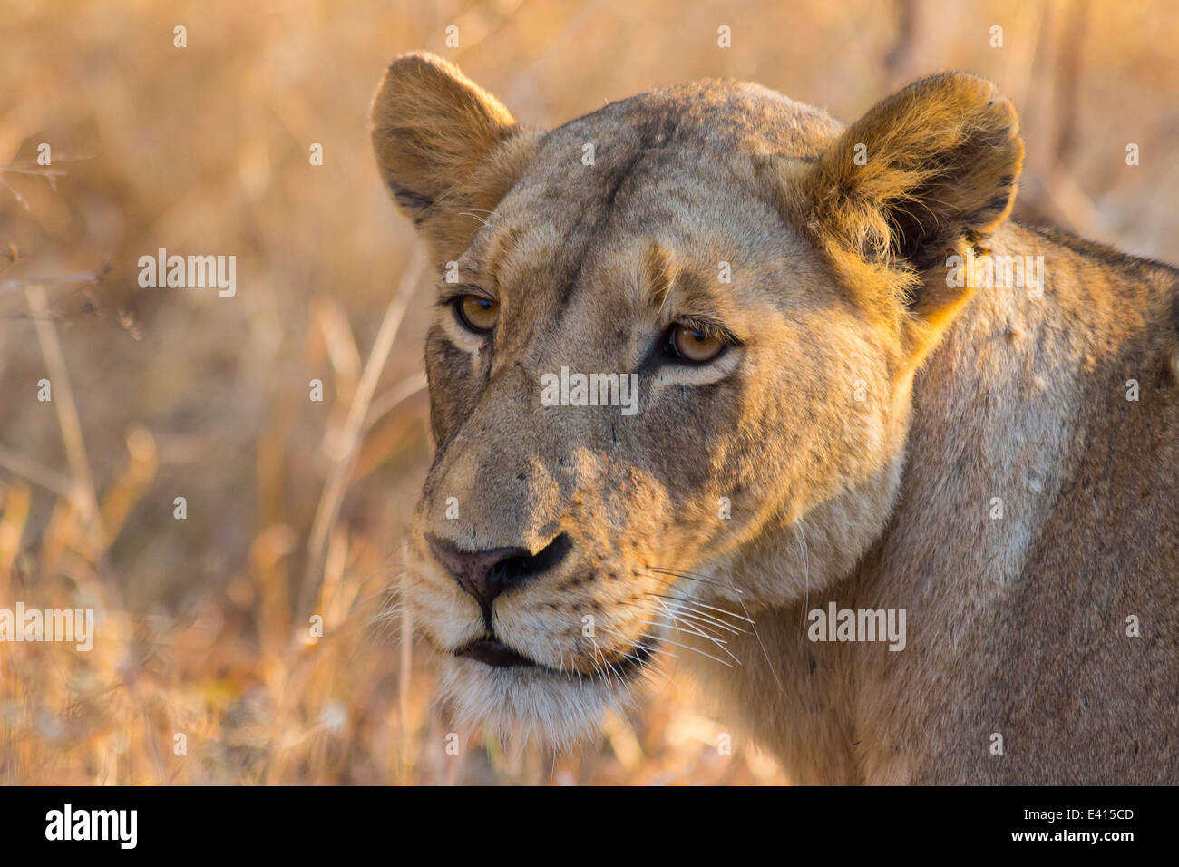 Portrait of a lioness in the wild Stock Photo - Alamy