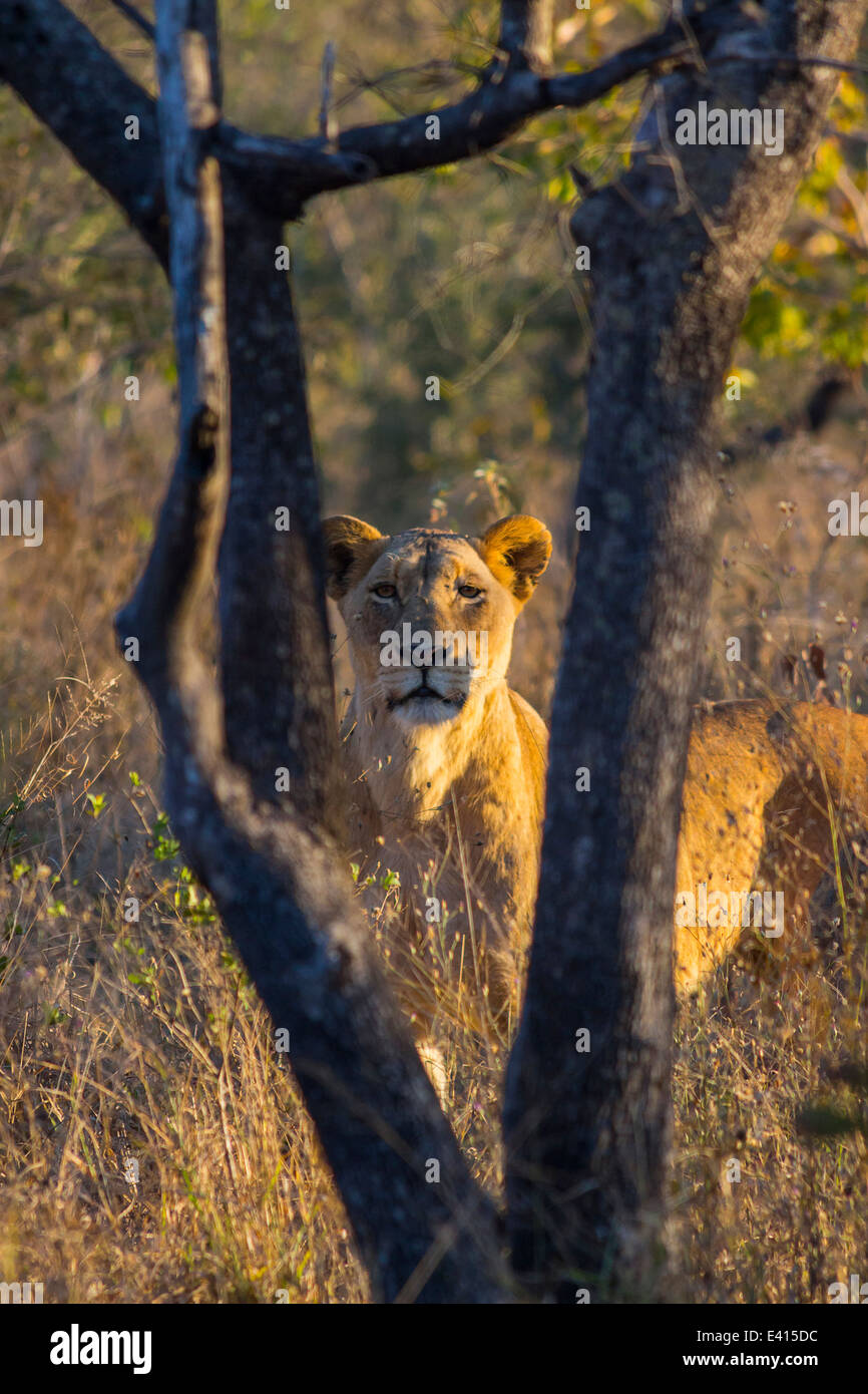 Portrait of a lioness in the wild Stock Photo - Alamy