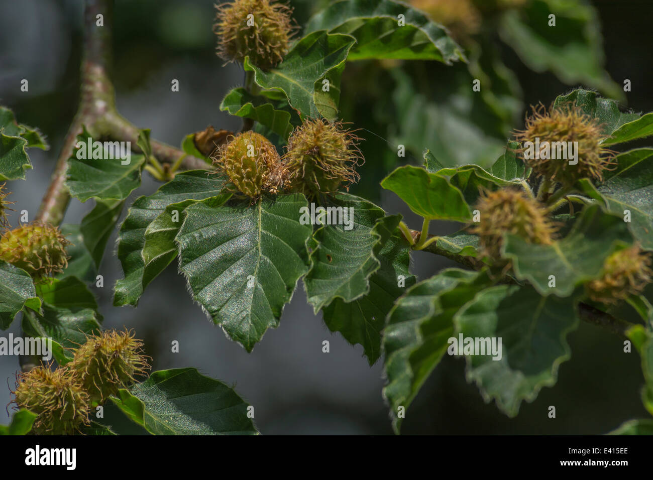 Beech Nuts High Resolution Stock Photography and Images - Alamy