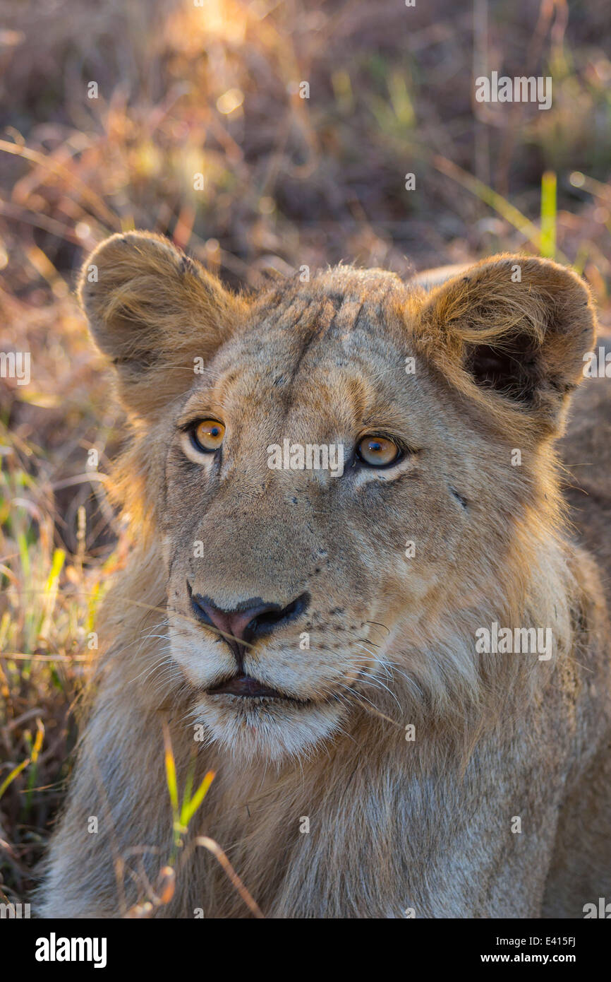 Portrait of a young lion's face Stock Photo - Alamy