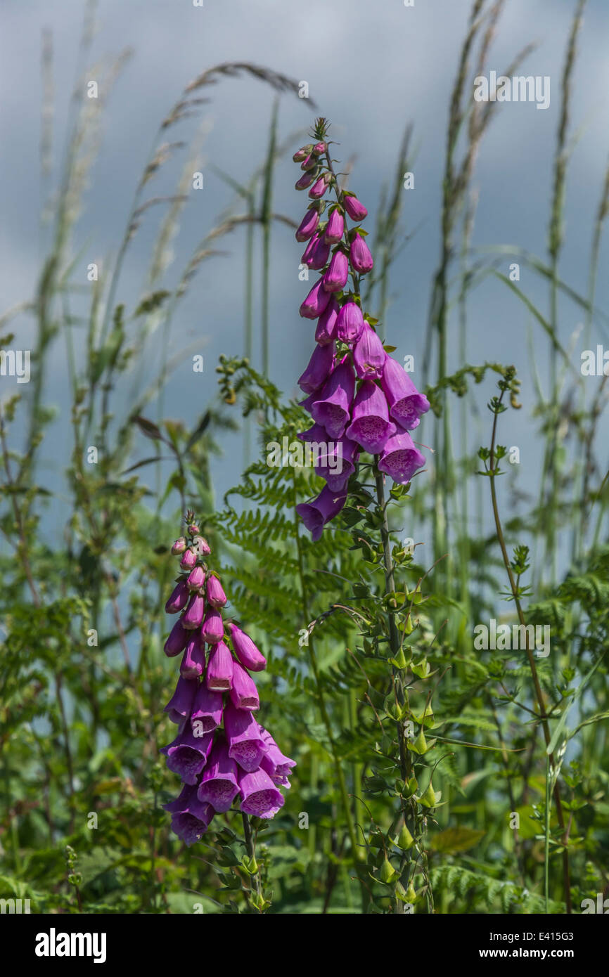 Flowering spike of poisonous wild Foxglove / Digitalis purpurea Stock ...