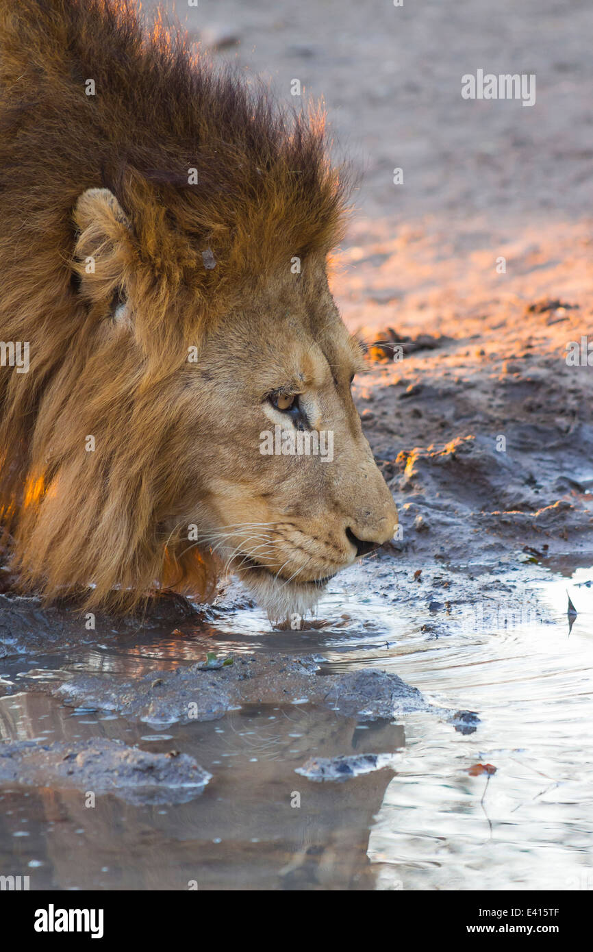 Water Lion
