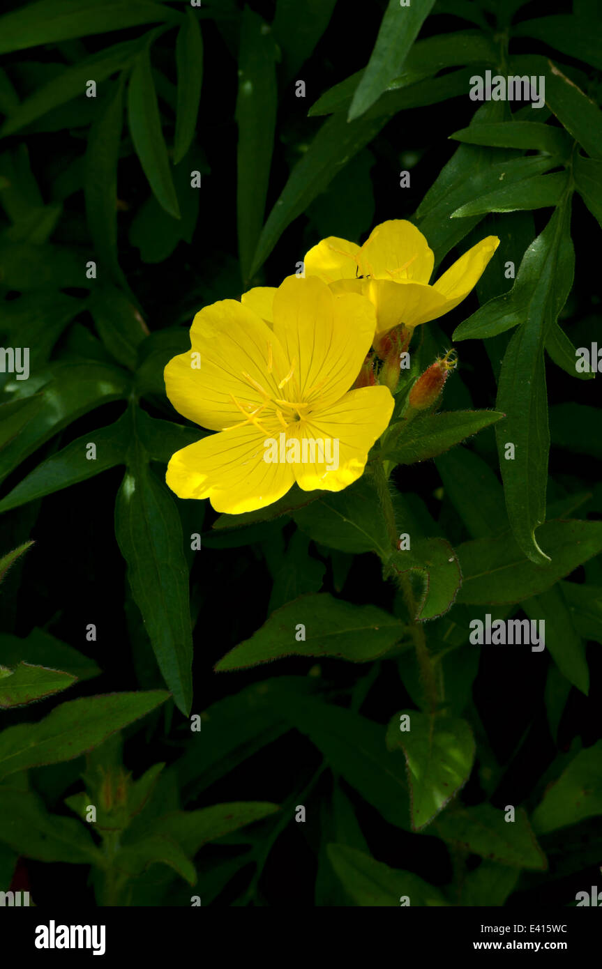 Yellow evening primrose flowers or Oenothera macrocarpa in full bloom ...