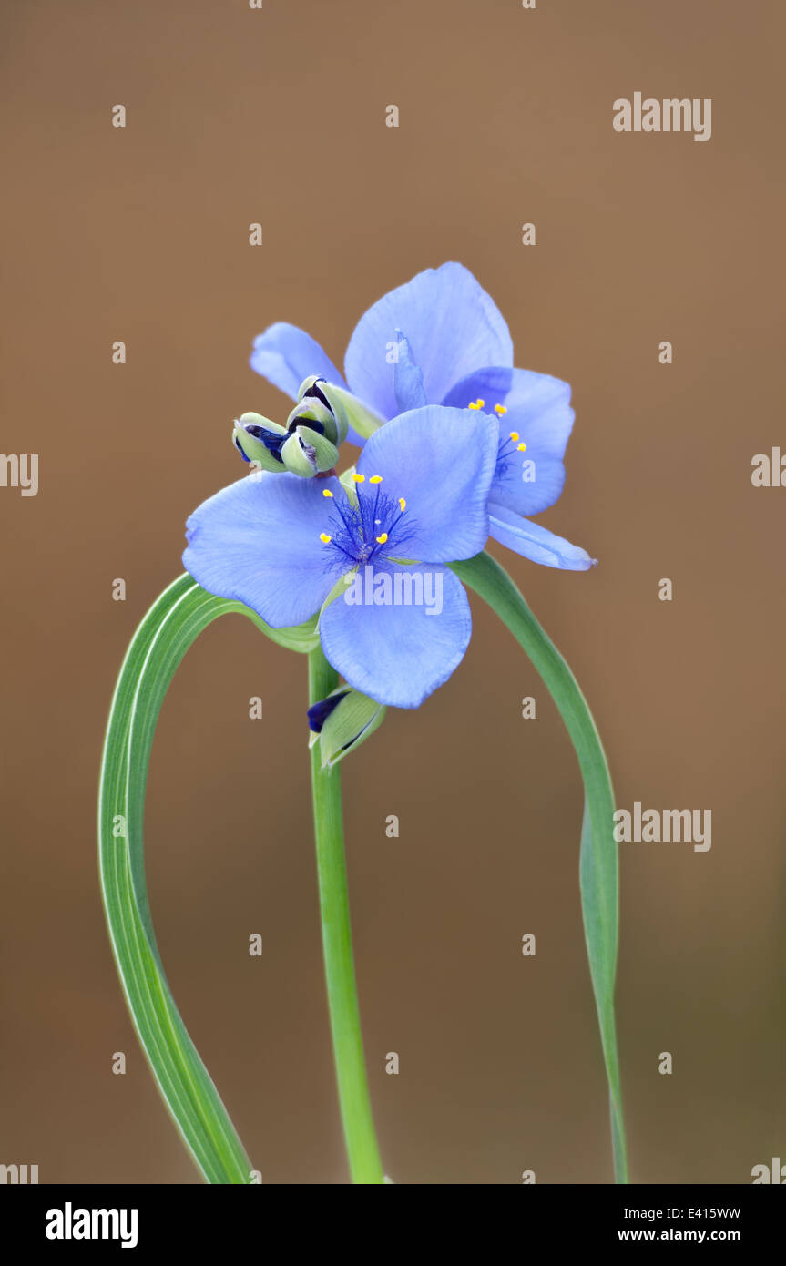 Tradescantia hi-res stock photography and images - Alamy