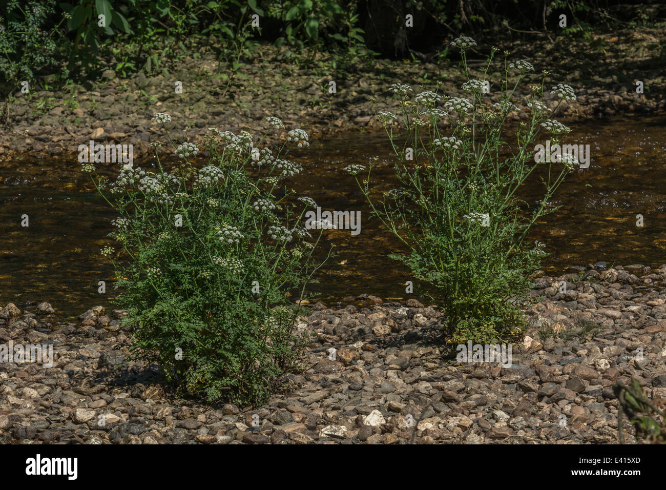 Two specimens of poisonous Water Dropwort growing in the shingle of a ...
