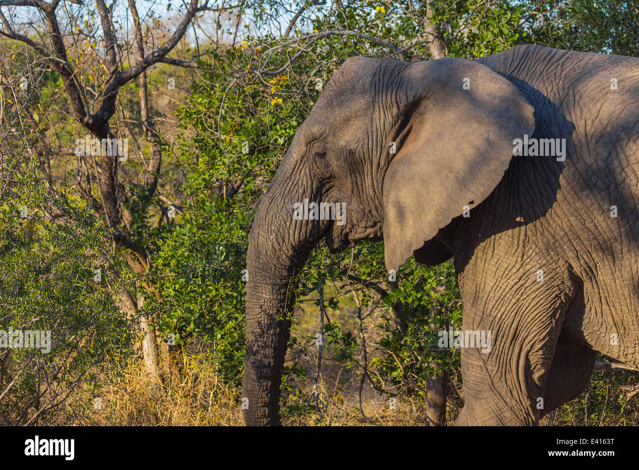 Elephant eating tree bark hi-res stock photography and images - Alamy