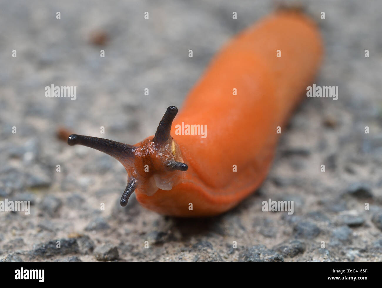 Roundback slugs hi-res stock photography and images - Alamy