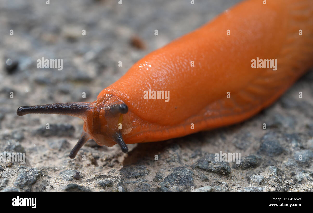Muenchehagen, Germany. 02nd July, 2014. A red roundback slugs ...
