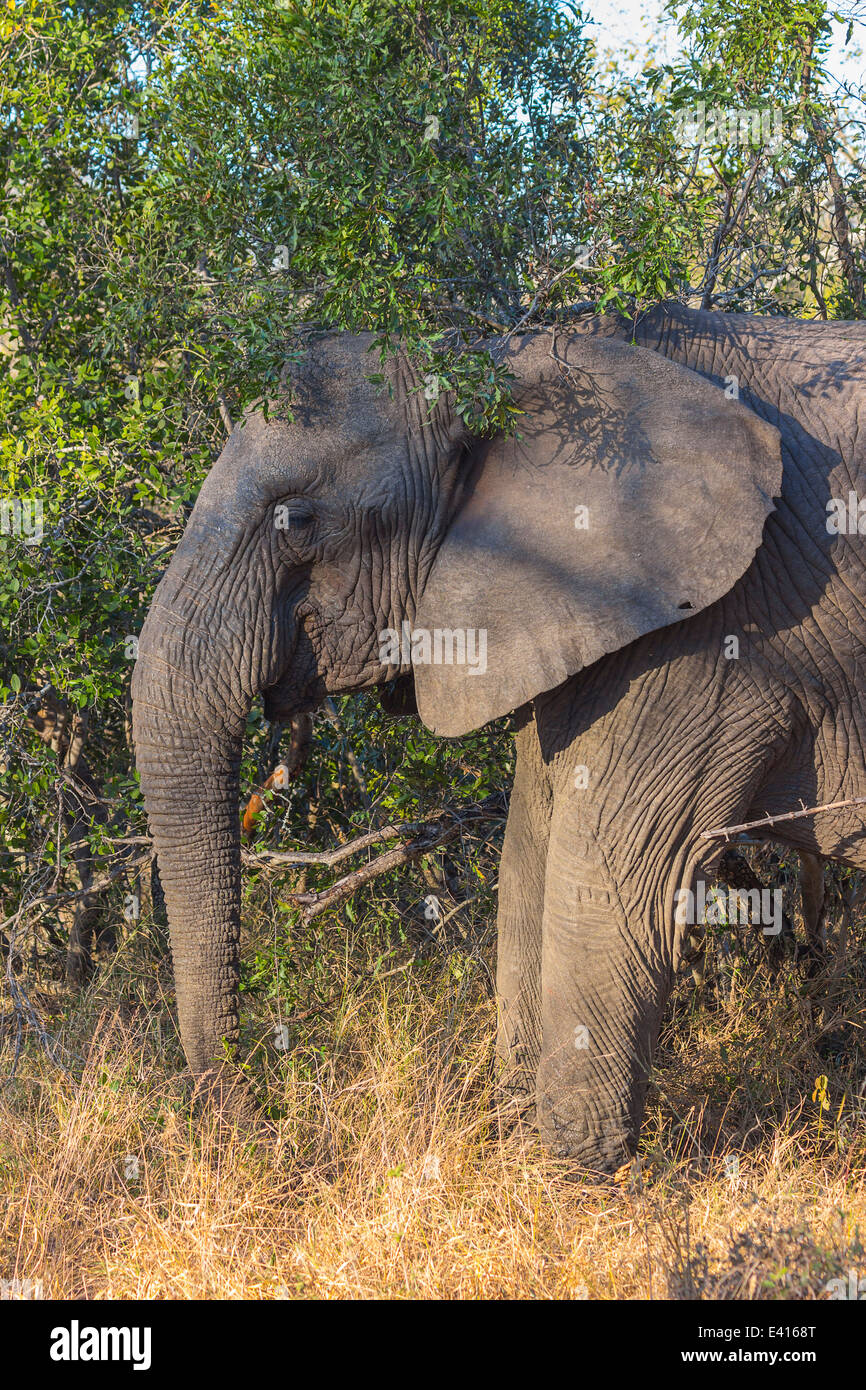 Big elephants eating plants in hi-res stock photography and images - Alamy