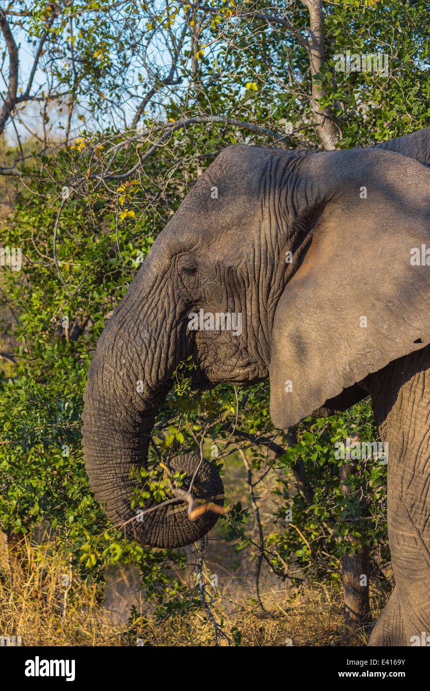 Elephant eating in the bush Stock Photo - Alamy