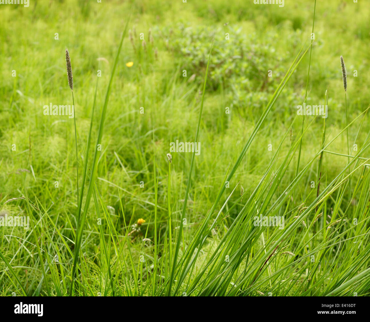 Field of reeds and grass Stock Photo - Alamy