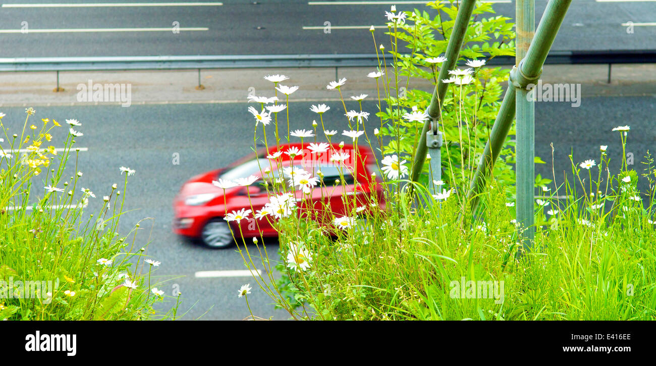 Flowers growing on motorway verge with vehicles speeding past Stock ...