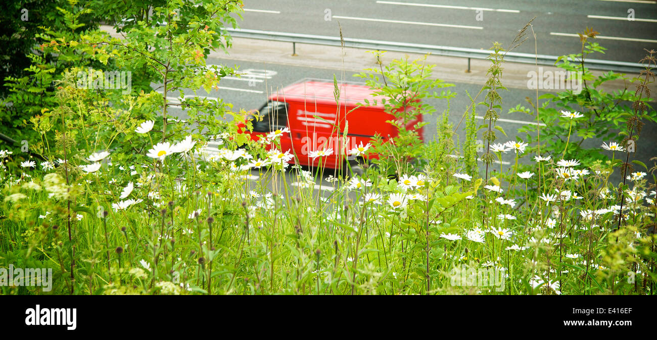 Flowers growing on motorway verge with vehicles speeding past Stock ...