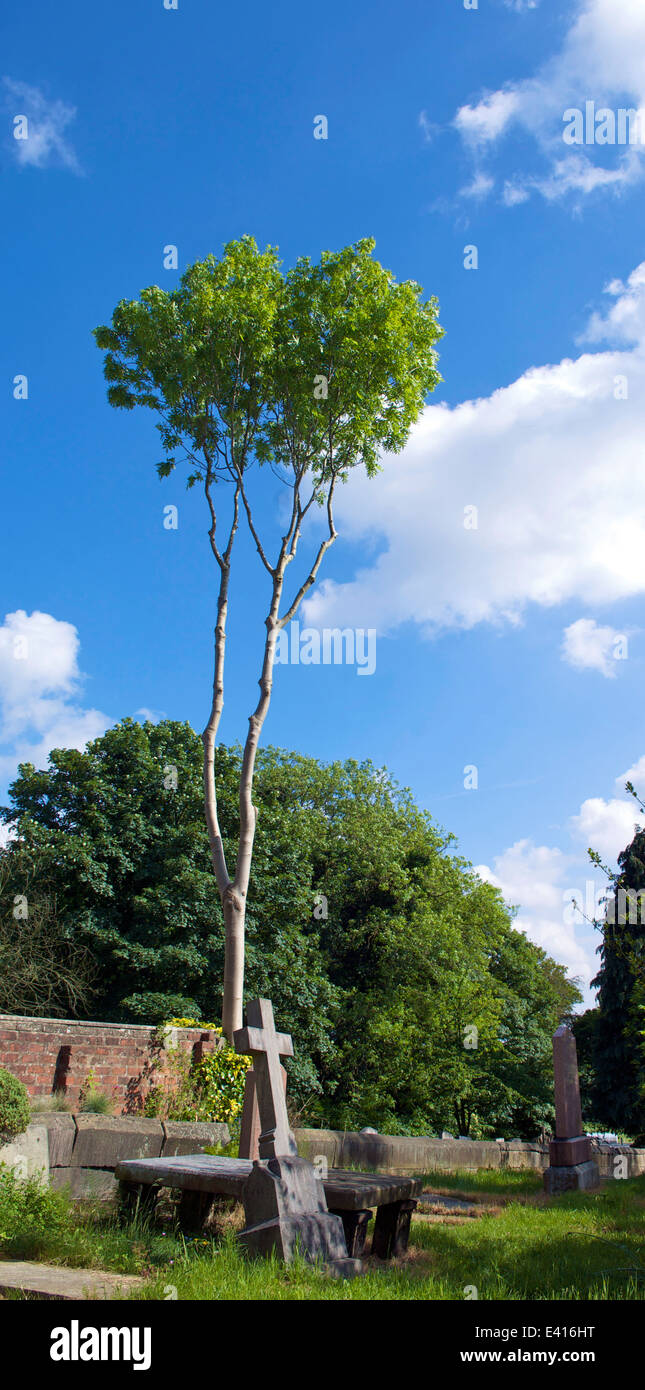 Tall tree in cemetery Stock Photo - Alamy