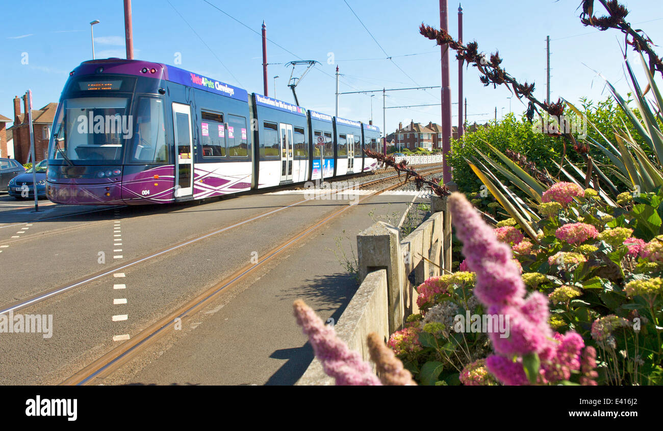 Blackpool tram passing garden en route from Fleetwood to Blackpool ...