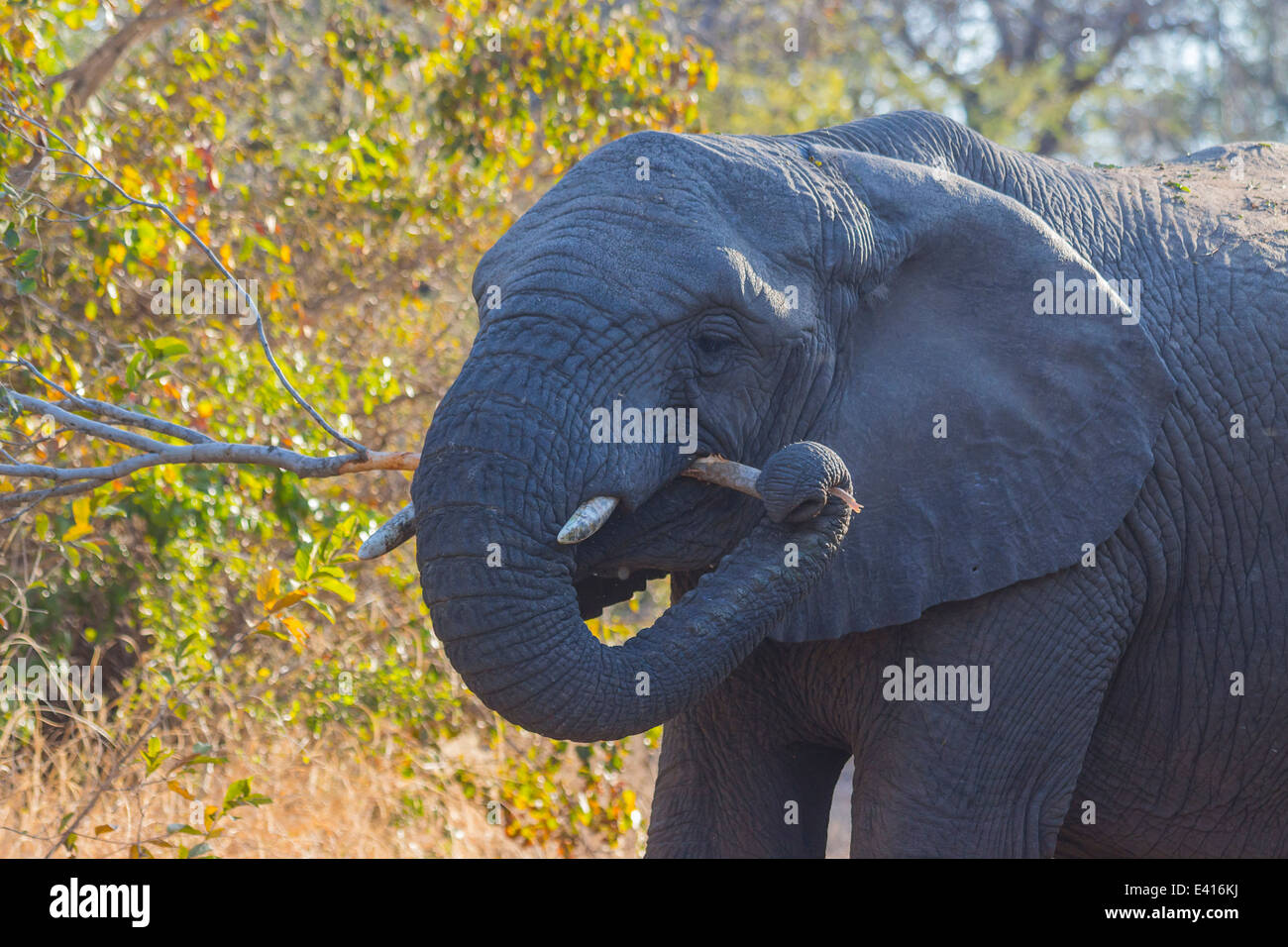 Elephant eating bark off of a branch Stock Photo - Alamy