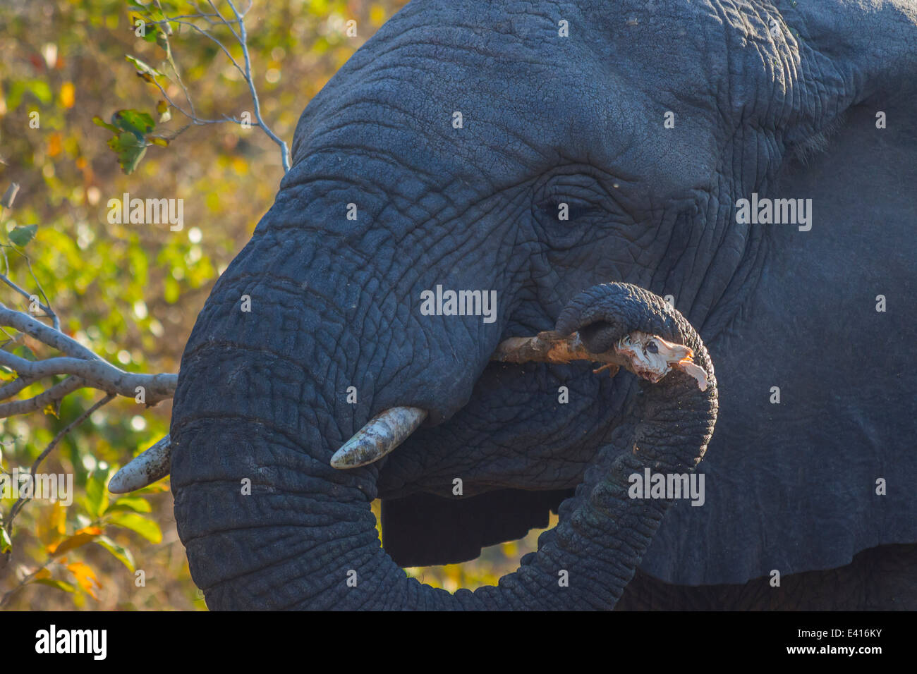 Elephant eating bark off of a branch Stock Photo - Alamy
