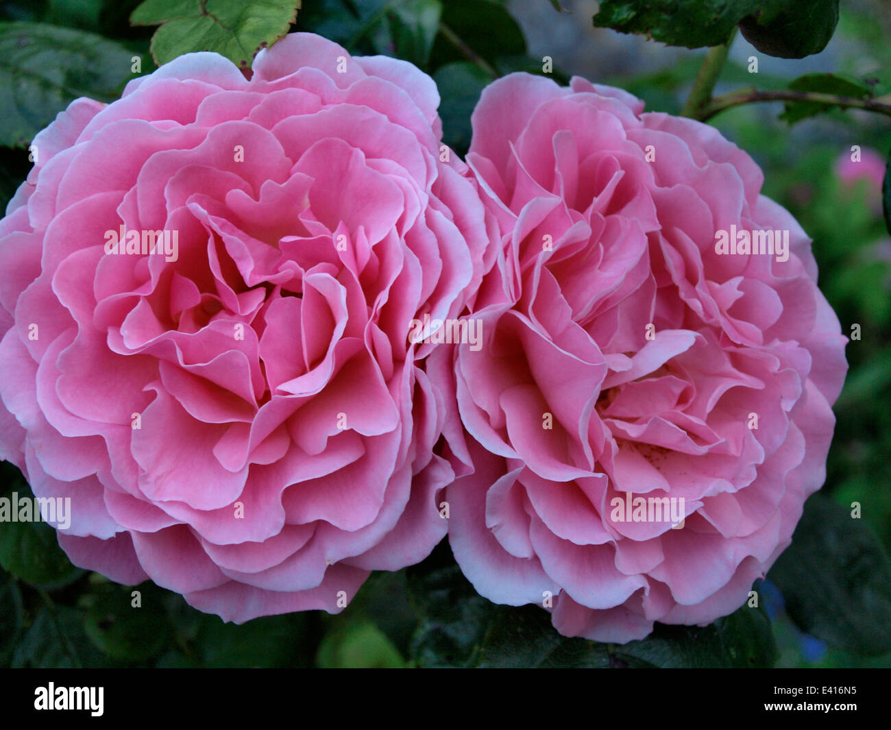 Double Roses Stock Photos & Double Roses Stock Images - Alamy