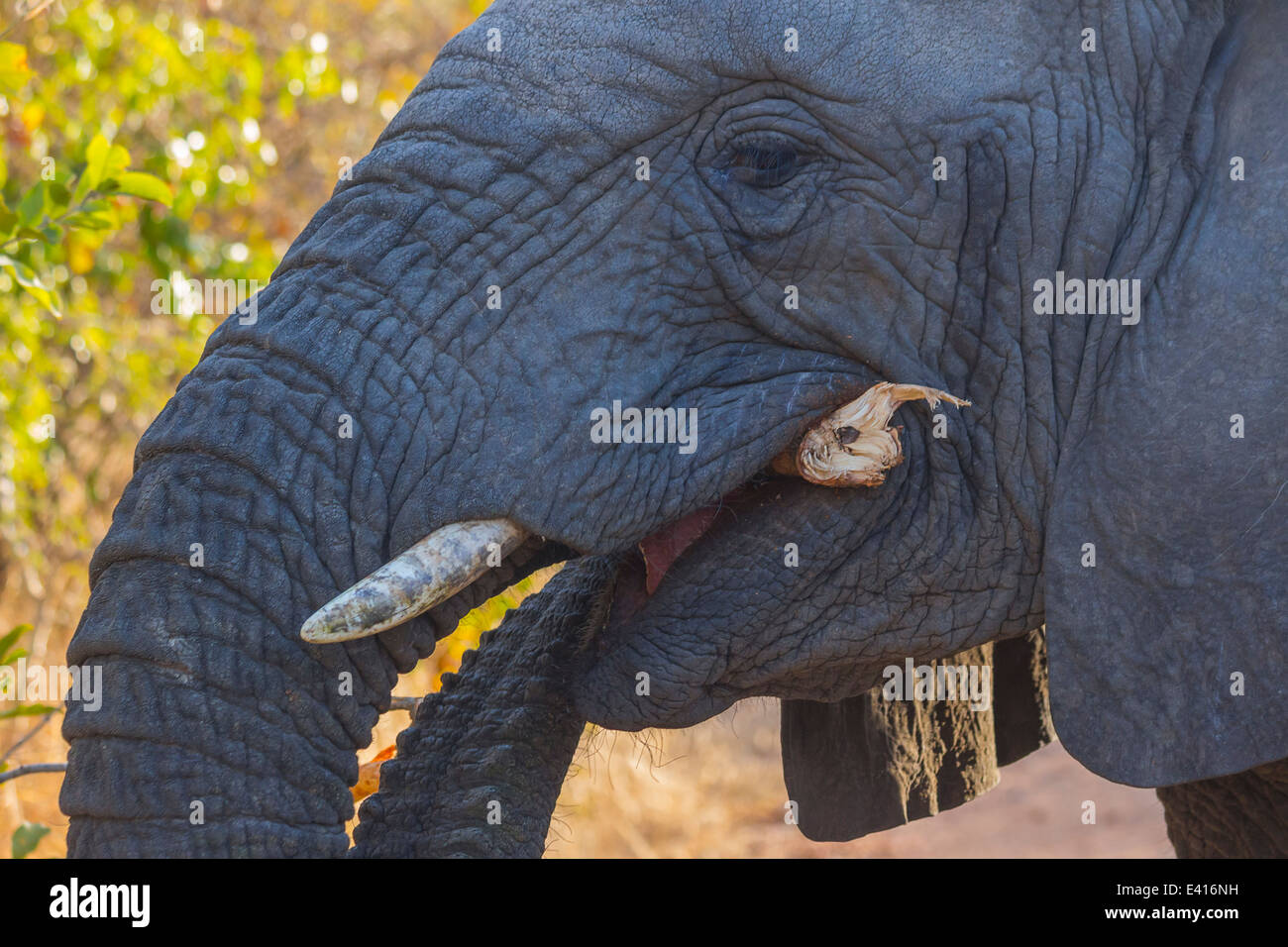 Elephant eating bark off of a branch Stock Photo - Alamy
