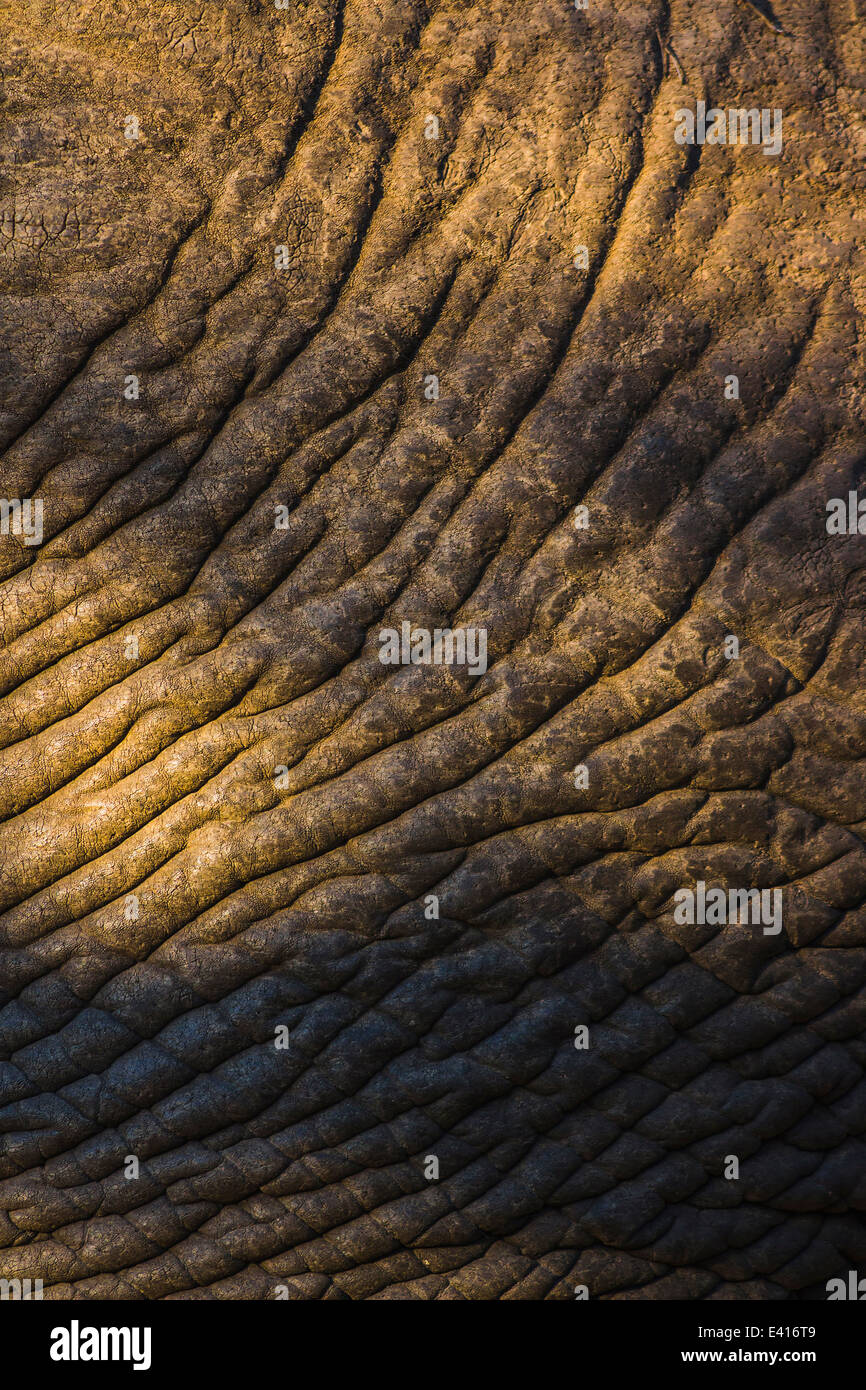 Detailed elephant skin texture Stock Photo - Alamy