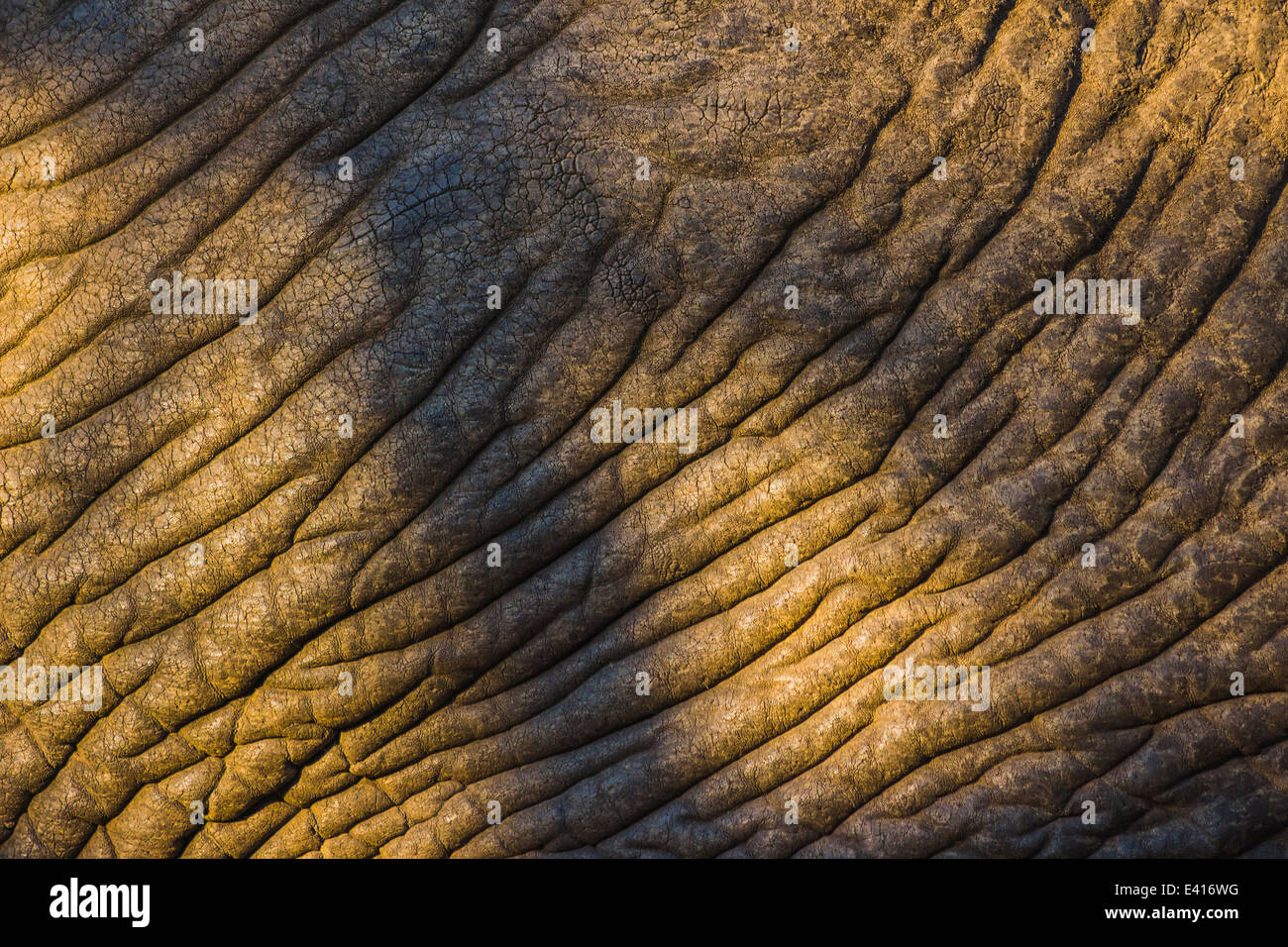 Elephant texture hi-res stock photography and images - Alamy