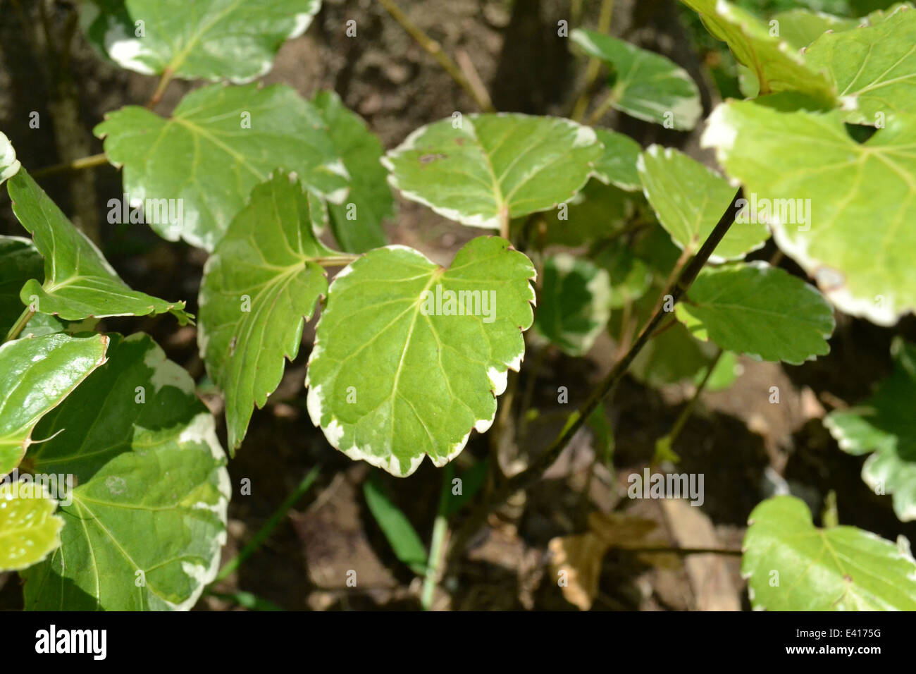 The Green and Happy Leaves Stock Photo - Alamy