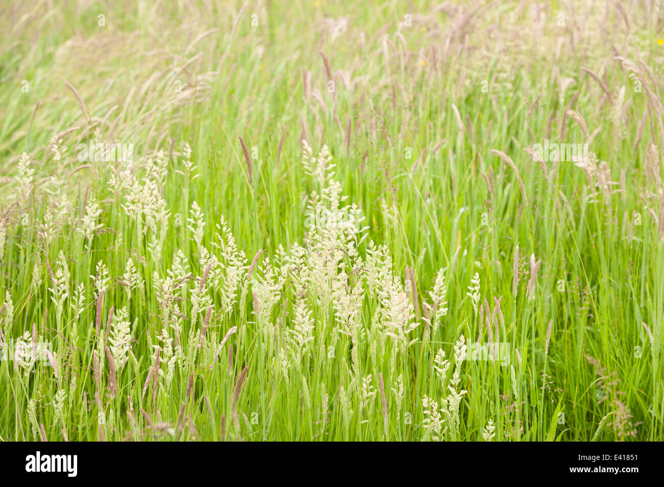 Windswept meadow of grasses grass spike standing out source of pollen ...