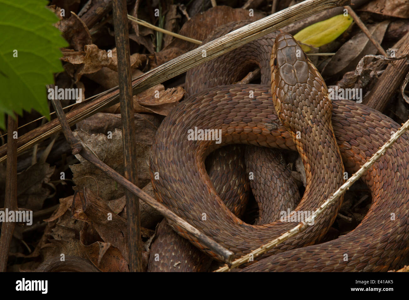 Pennsylvania Wildlife Stock Photos & Pennsylvania Wildlife Stock Images ...