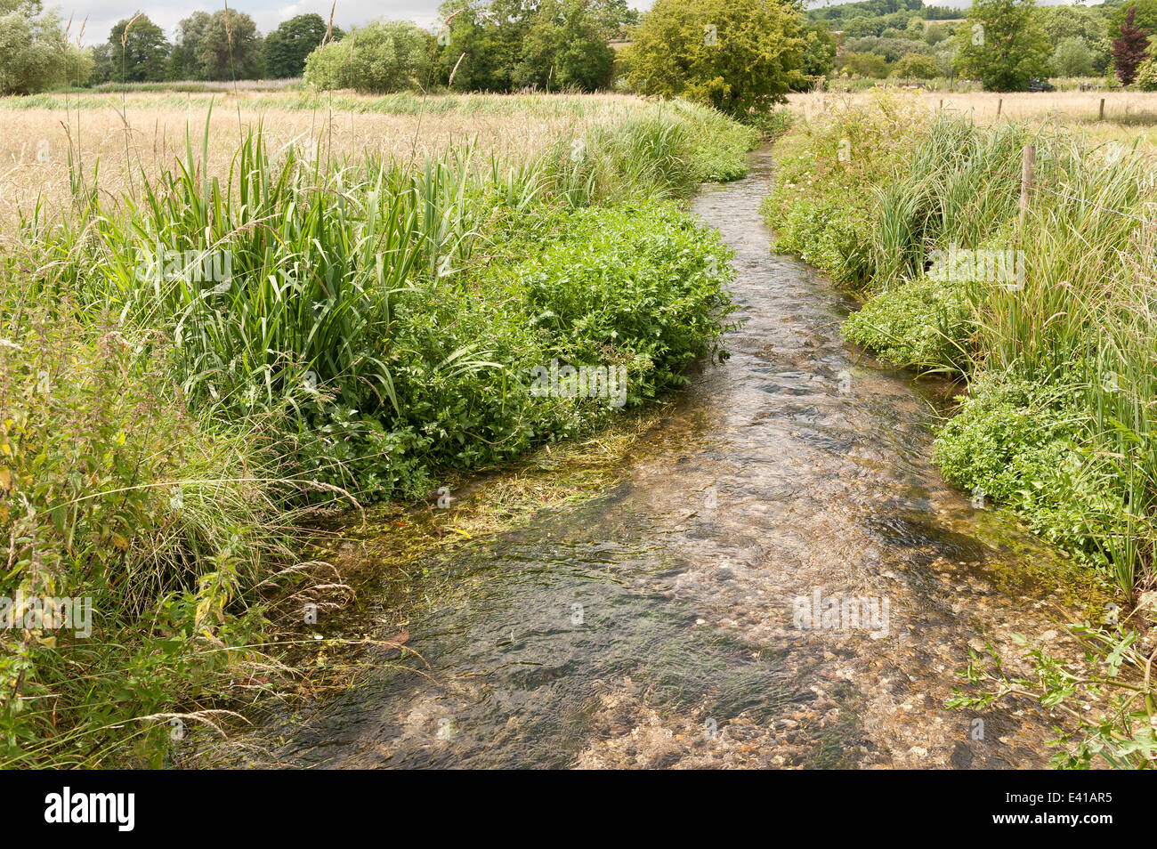 Clean river Test Hampshire chalk stream river flowing through lowland ...
