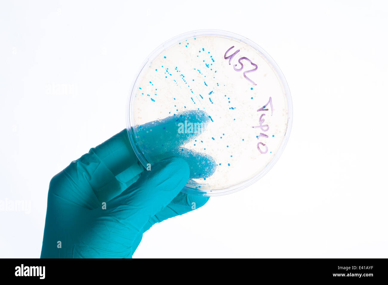 Analysis in laboratory Cut Out Stock Images & Pictures - Alamy