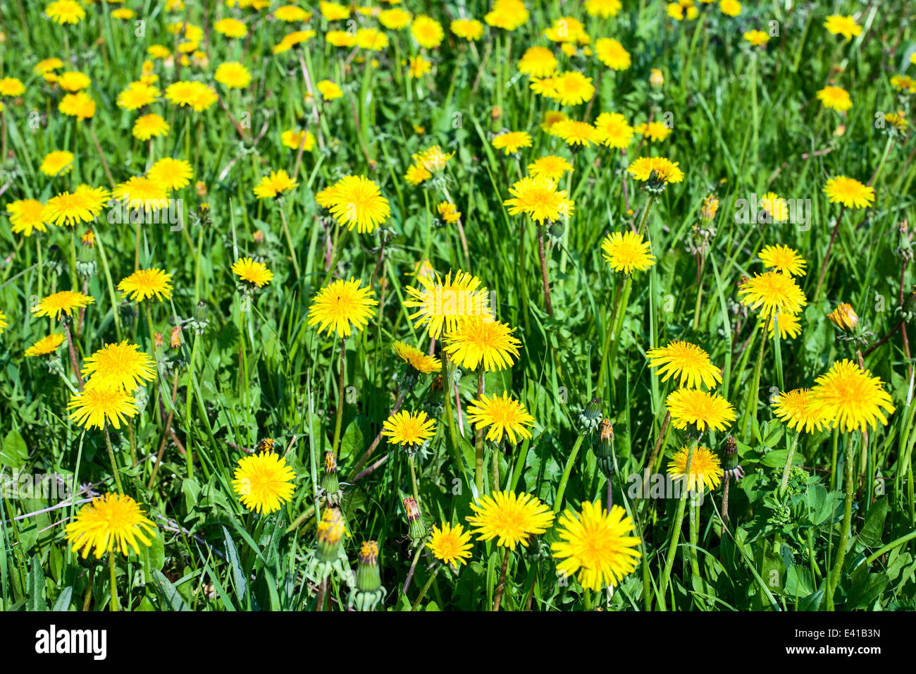 Russian field dandelions on hi-res stock photography and images - Alamy