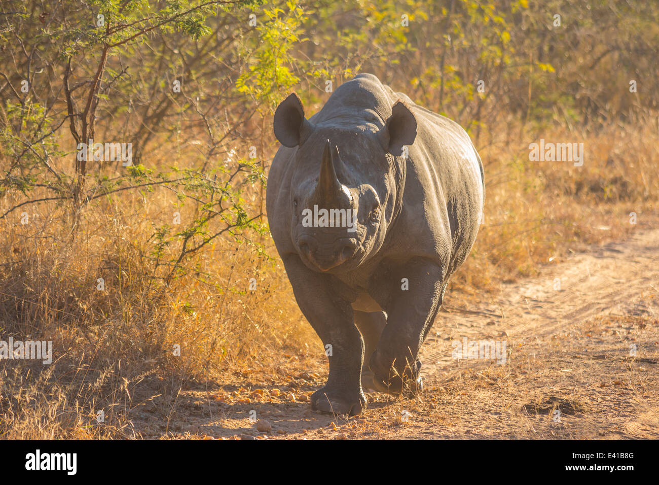 Black rhino in the wild Stock Photo - Alamy
