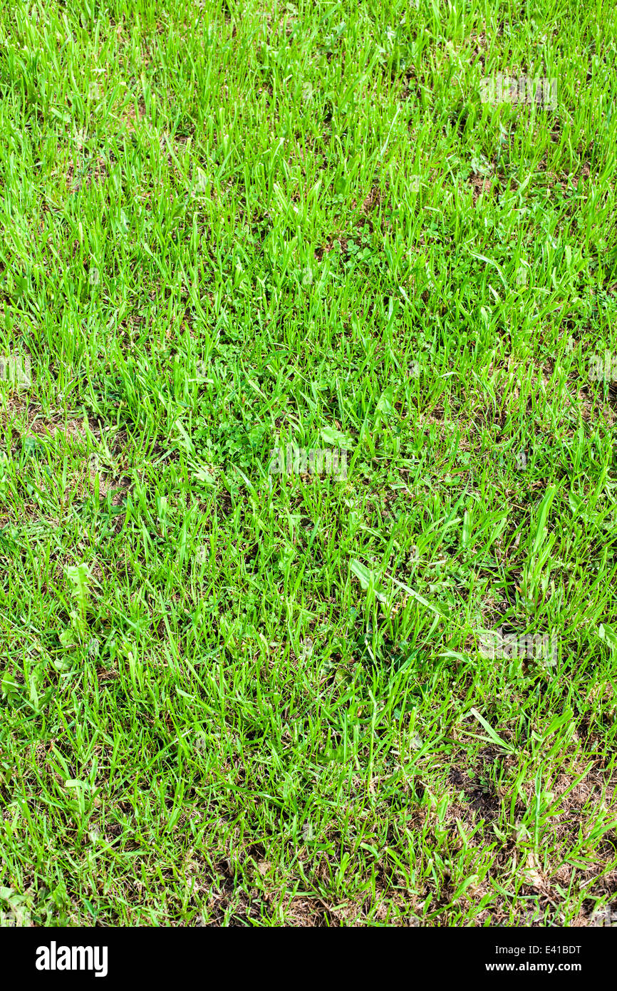 Green grass background, vertical view Stock Photo - Alamy